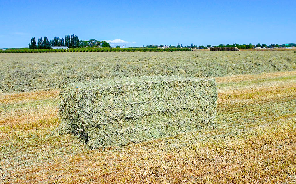Agri-pac-timothy premium quality hay | Agri-Pac